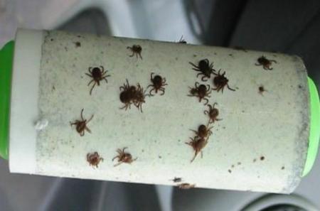 Mosquito/Tick Information | Town of Wilmington MA